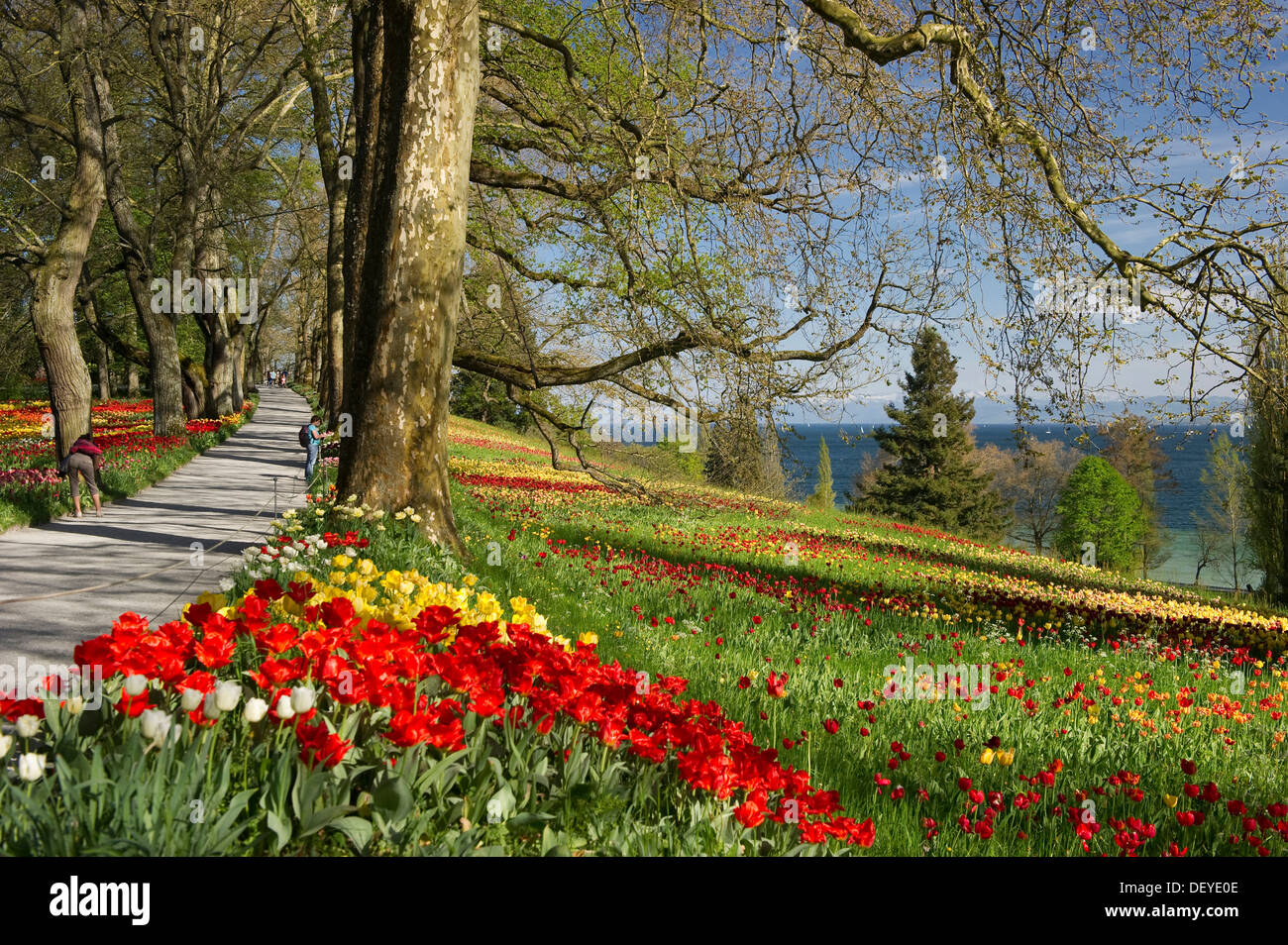 Insel mainau hi-res stock photography and images - Alamy