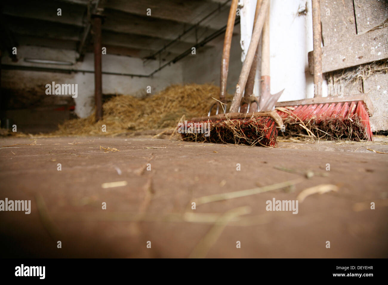 Smell broom hi-res stock photography and images - Alamy