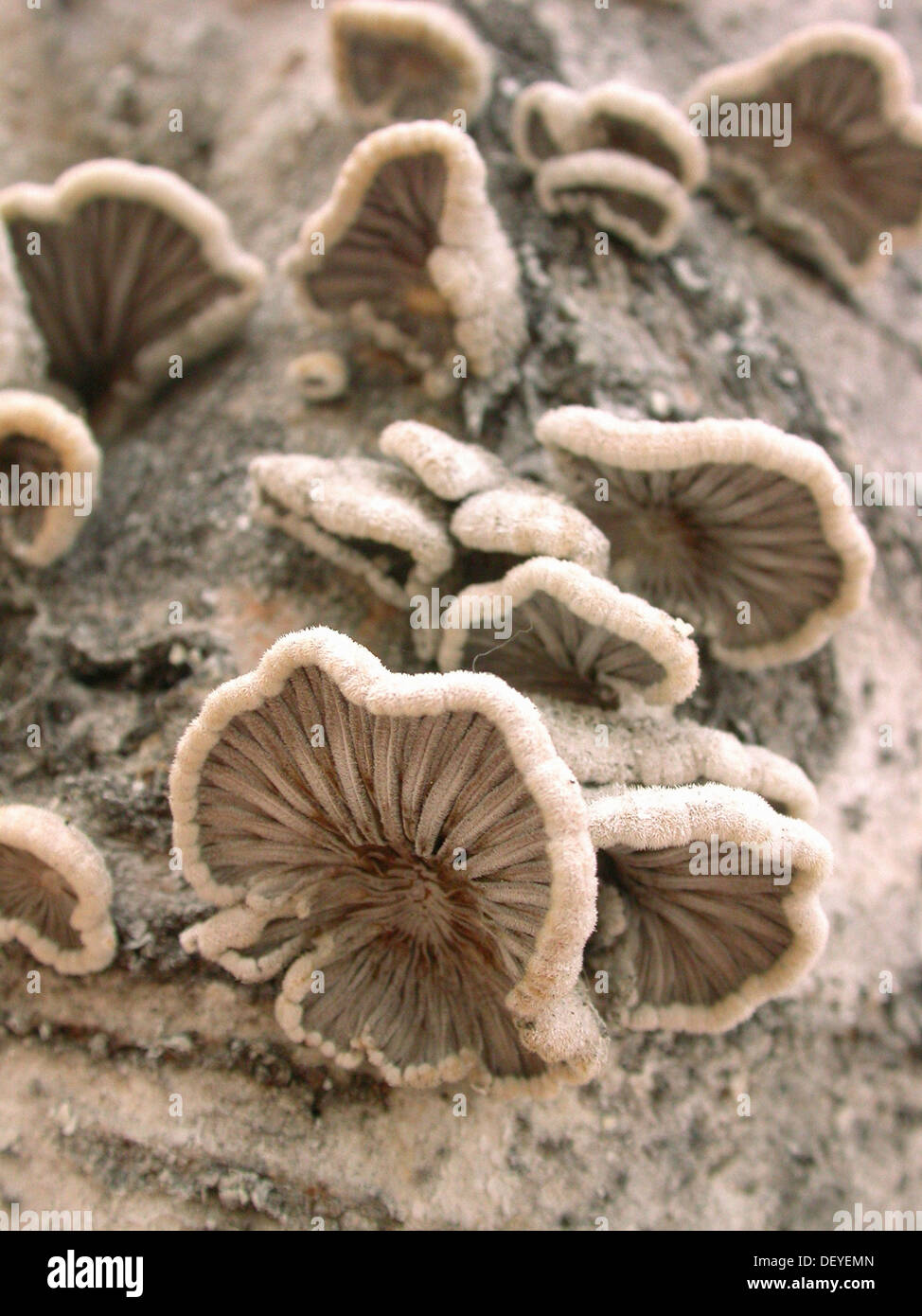 On poplar hi-res stock photography and images - Alamy