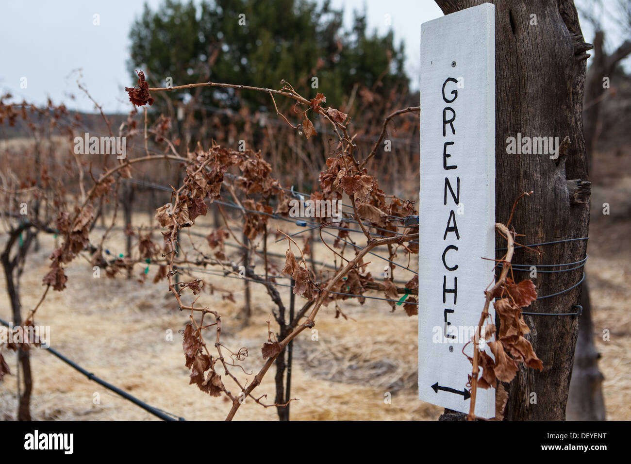 Cottonwood, arizona vineyard hi-res stock photography and images - Alamy