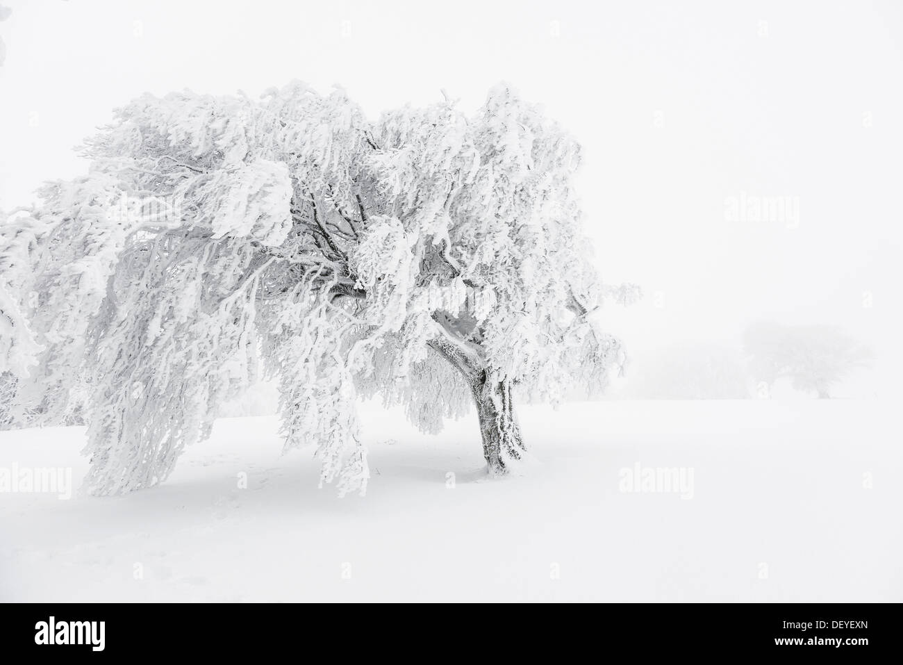 Snow covered beech tree (Fagus sp.), Schauinsland, Baden-Württemberg ...