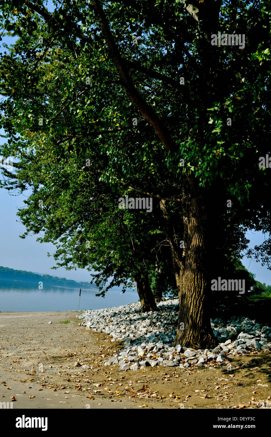 Trees on water Stock Photo - Alamy