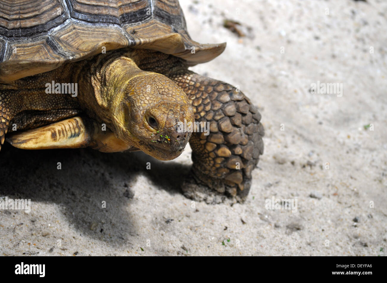 Turtle face hi-res stock photography and images - Alamy