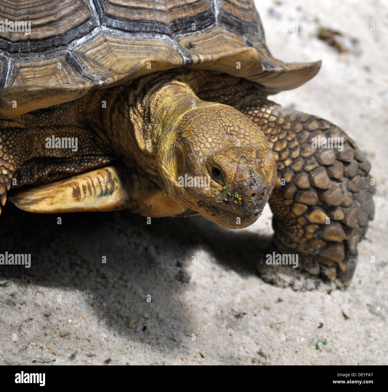 Turtle face hi-res stock photography and images - Alamy