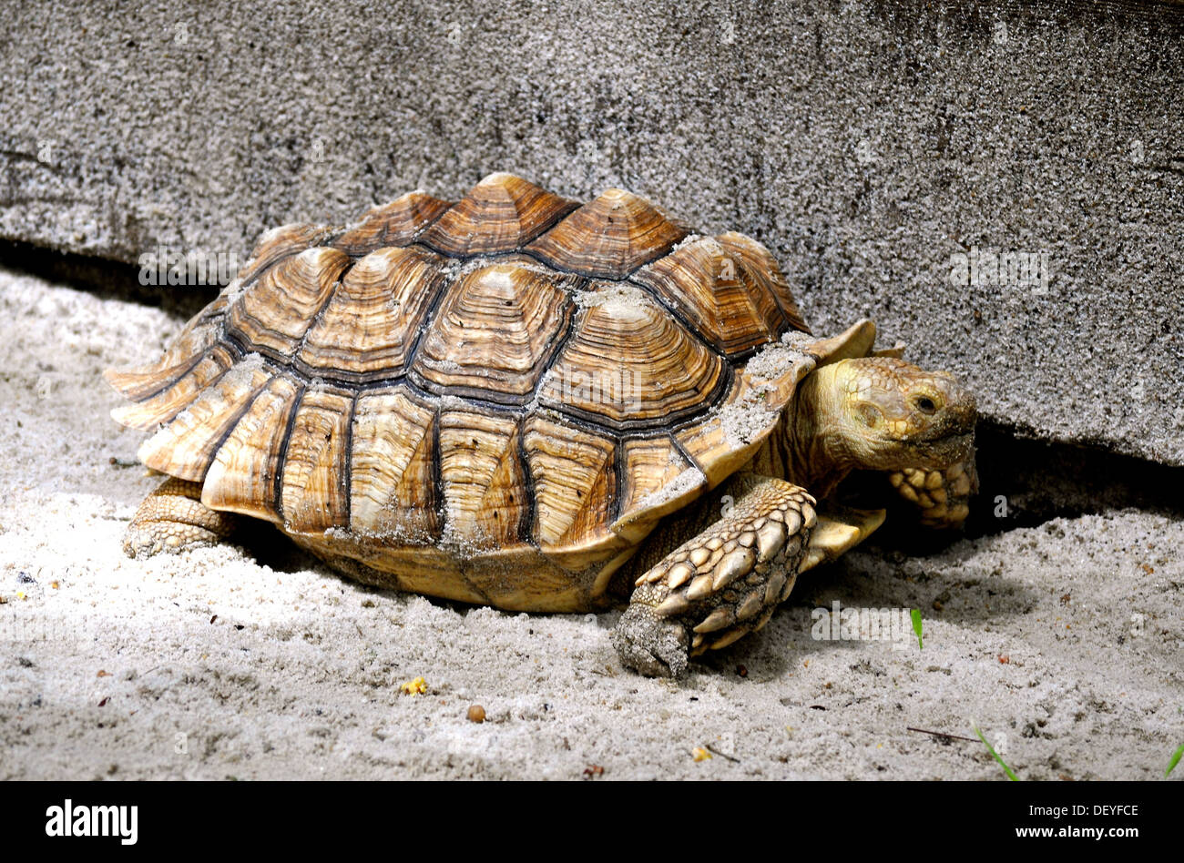 Turtle against wall Stock Photo - Alamy
