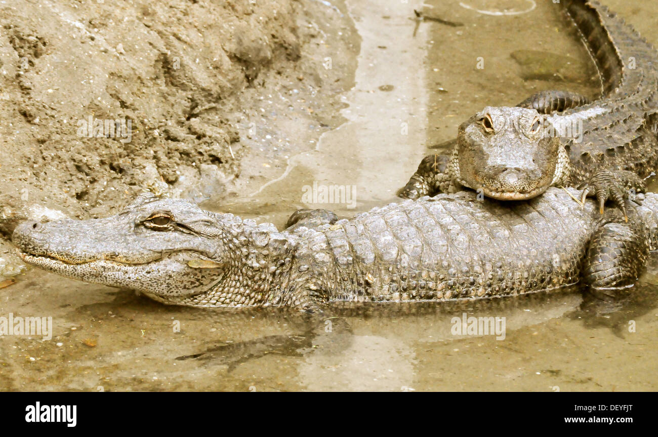 Two Alligators in the water Stock Photo - Alamy