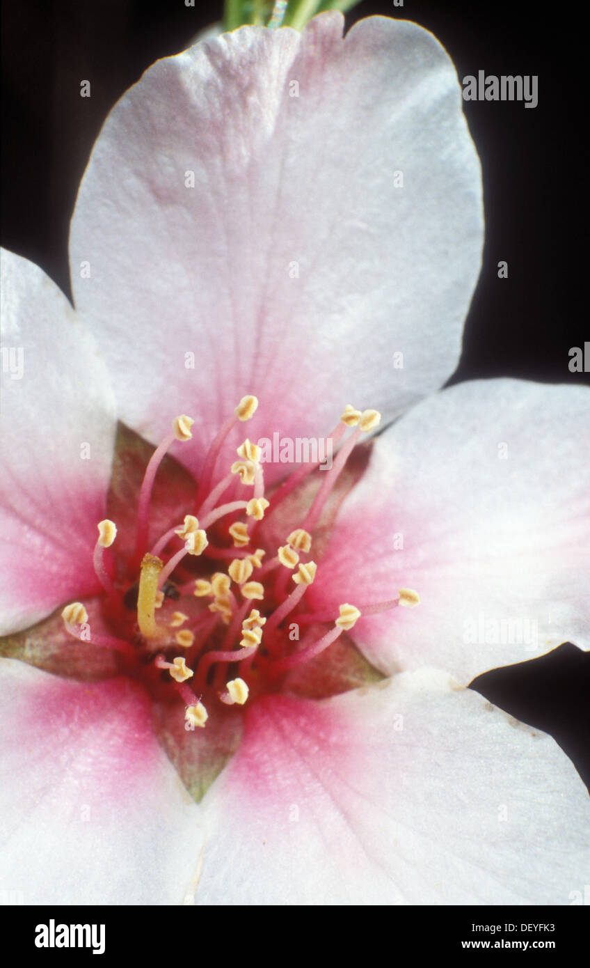 Almond tree flower (Prunus amygdalus var. dulcis Stock Photo - Alamy