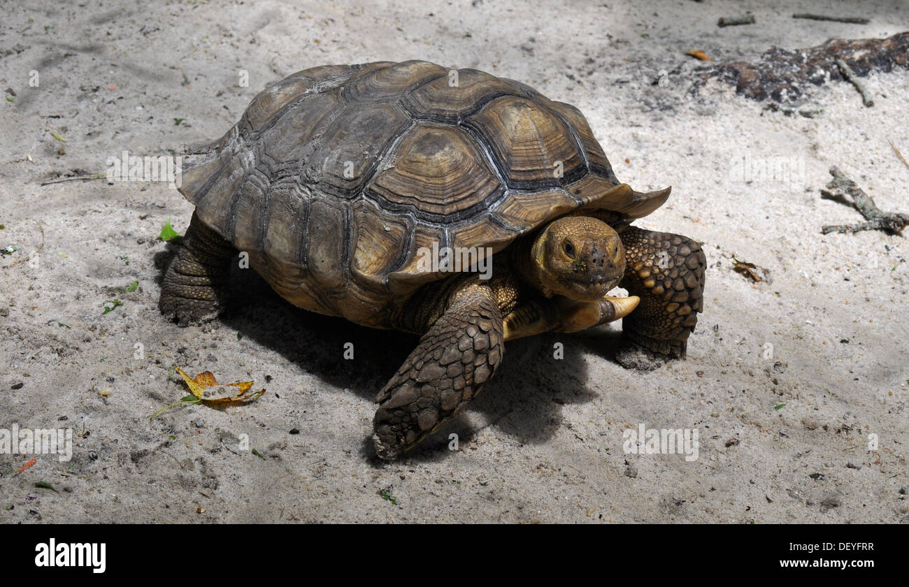 Looking at turtle hi-res stock photography and images - Alamy