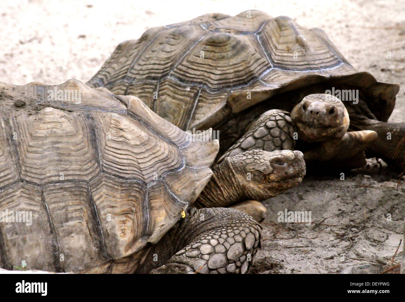 Turtle talking hi-res stock photography and images - Alamy