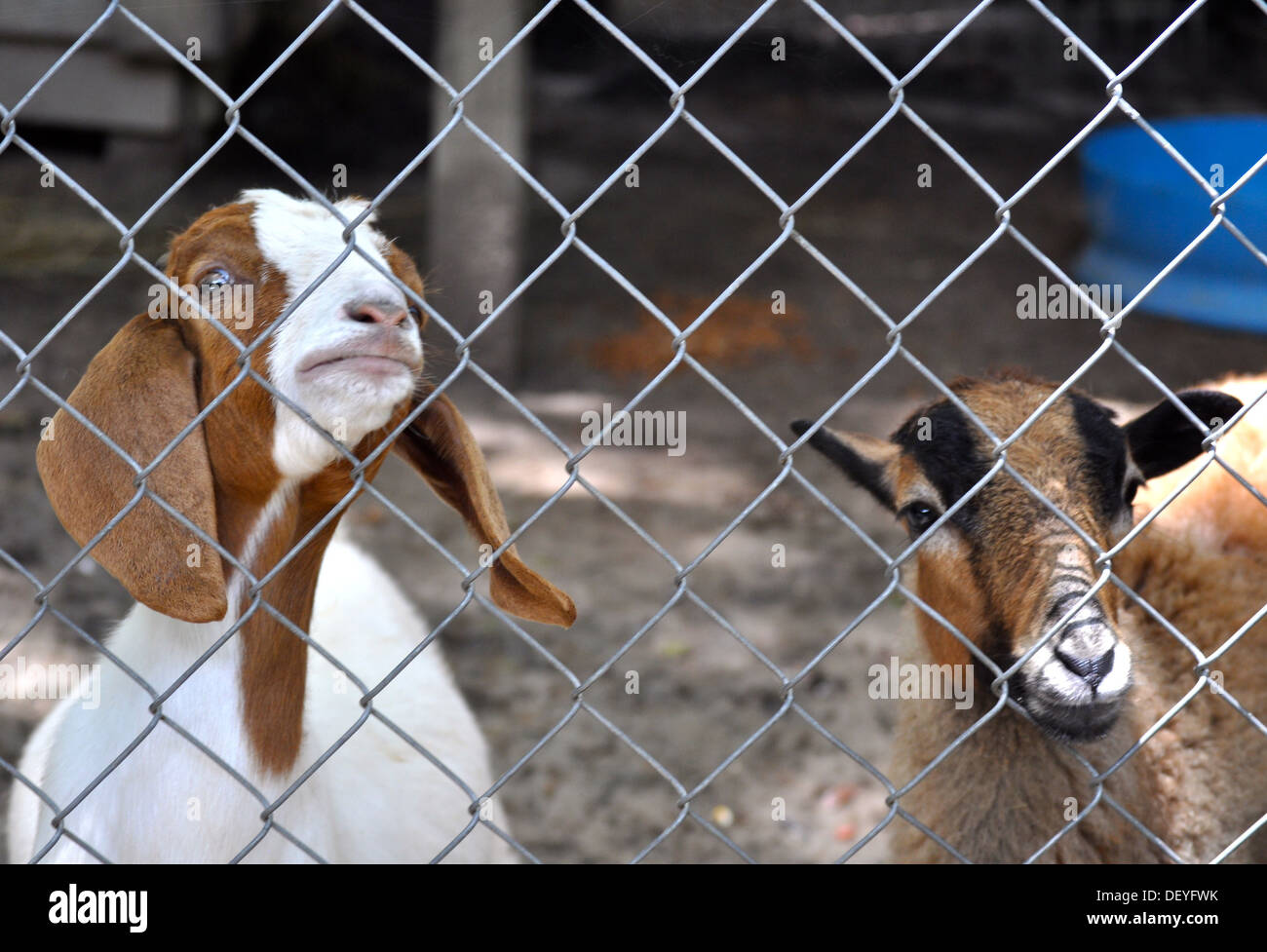 Hoof horn hi-res stock photography and images - Alamy