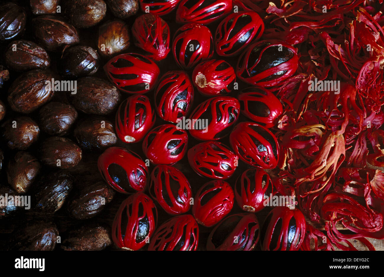 Mace pattern hi-res stock photography and images - Alamy