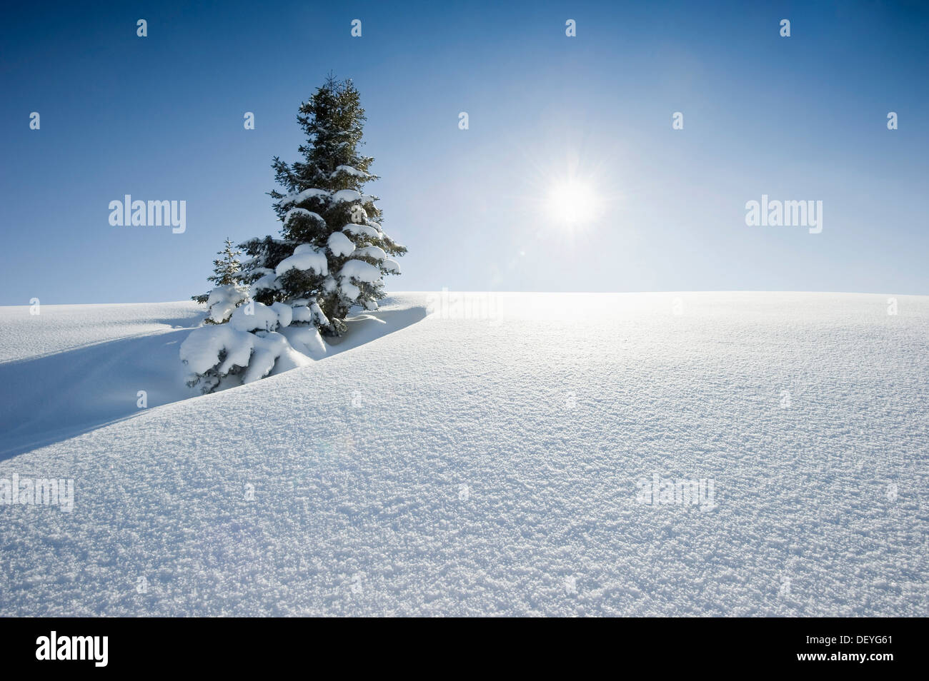 Snow Covered Fir Tree With Powder Snow And The Sun Wank Ester
