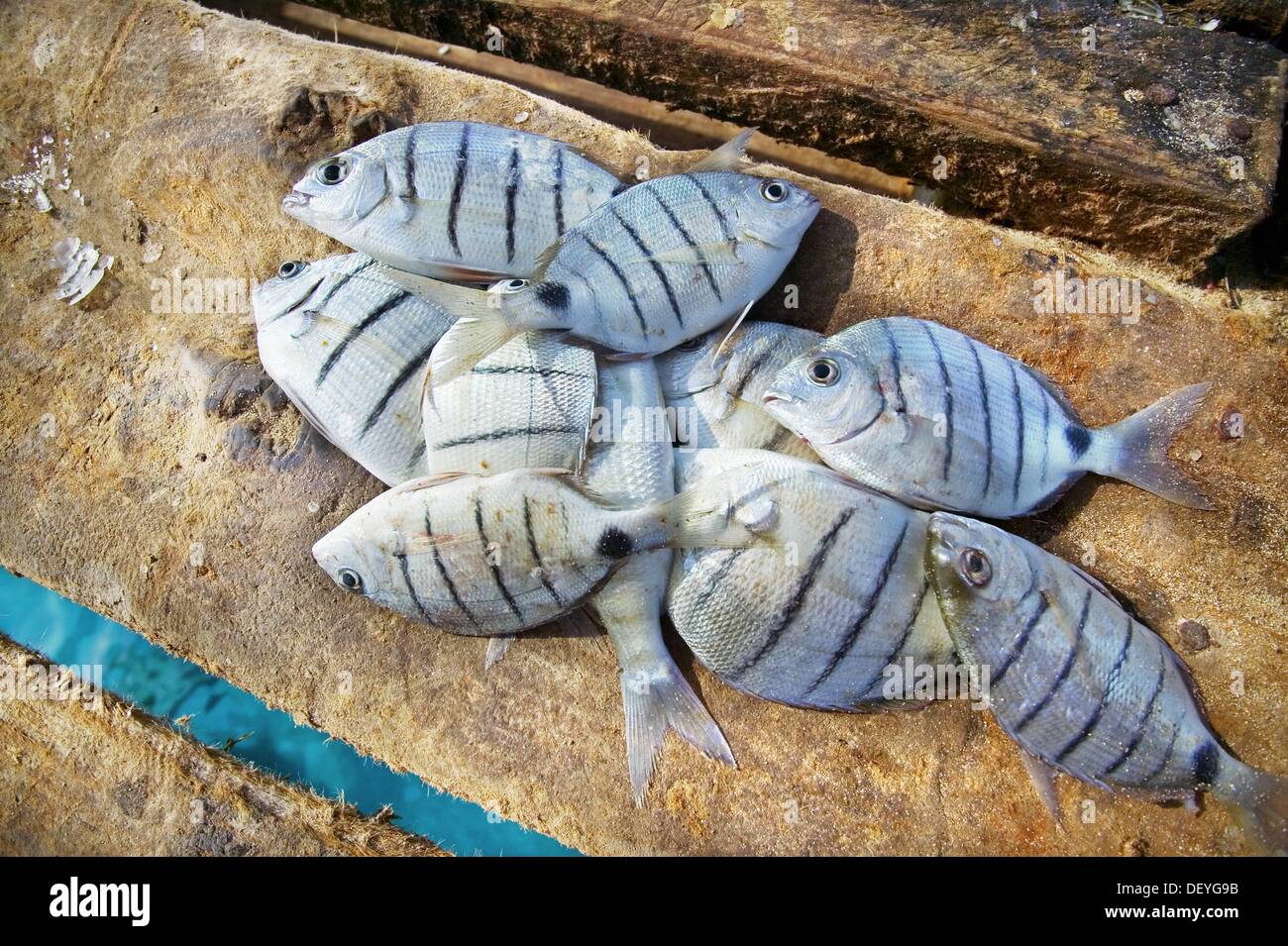 Fish at Beach. Santa Maria village. Ilha do Sal. Cape Verde Stock Photo ...