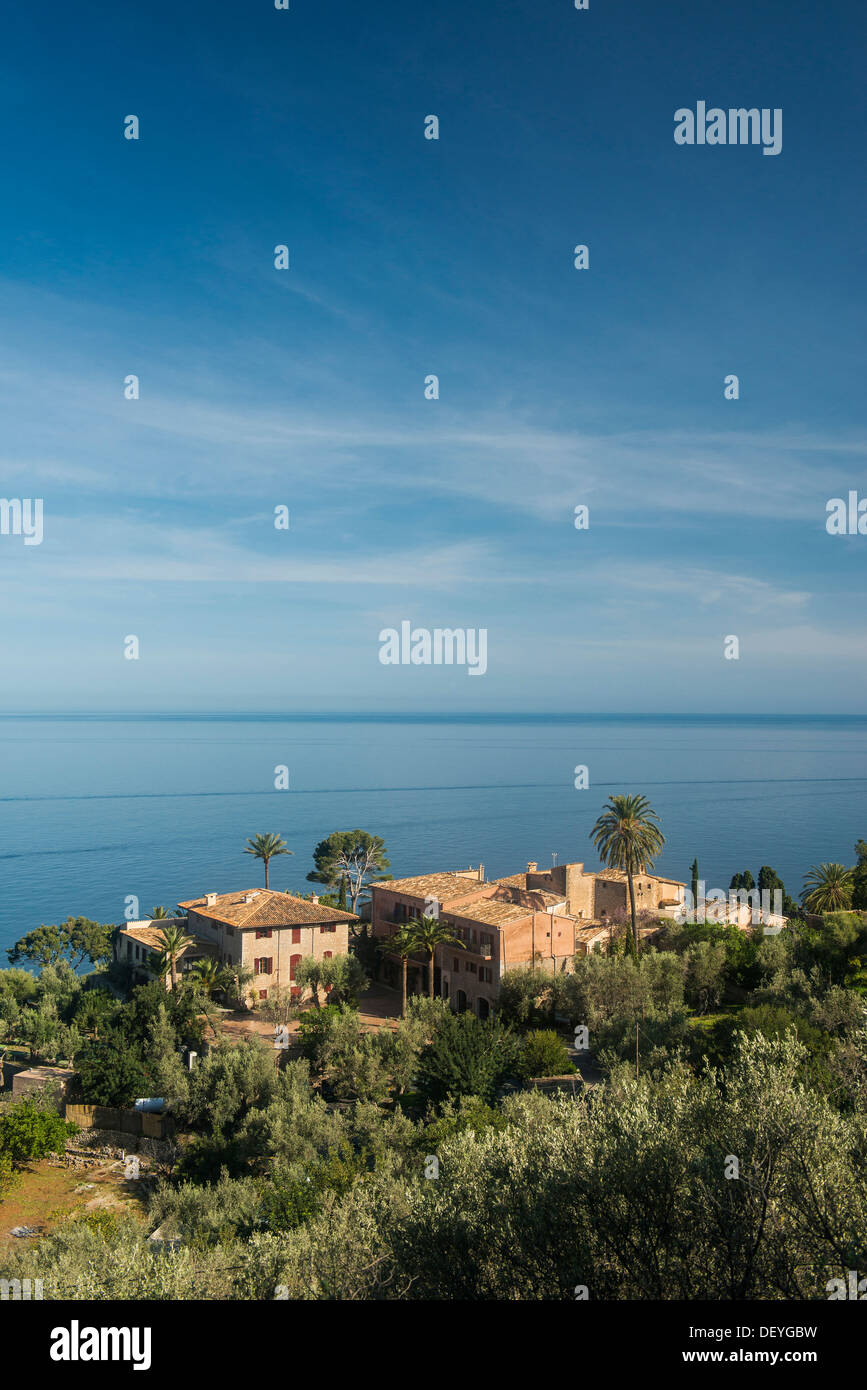 Majorca palm tree hi-res stock photography and images - Alamy