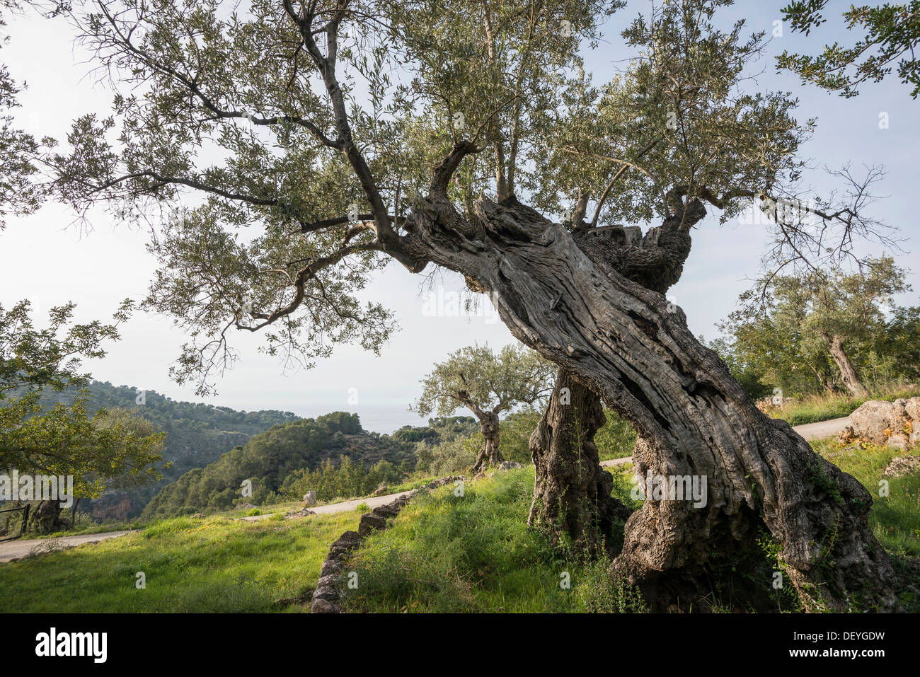 Very old olive trees (Olea europaea), Deia, Majorca, Balearic Islands ...
