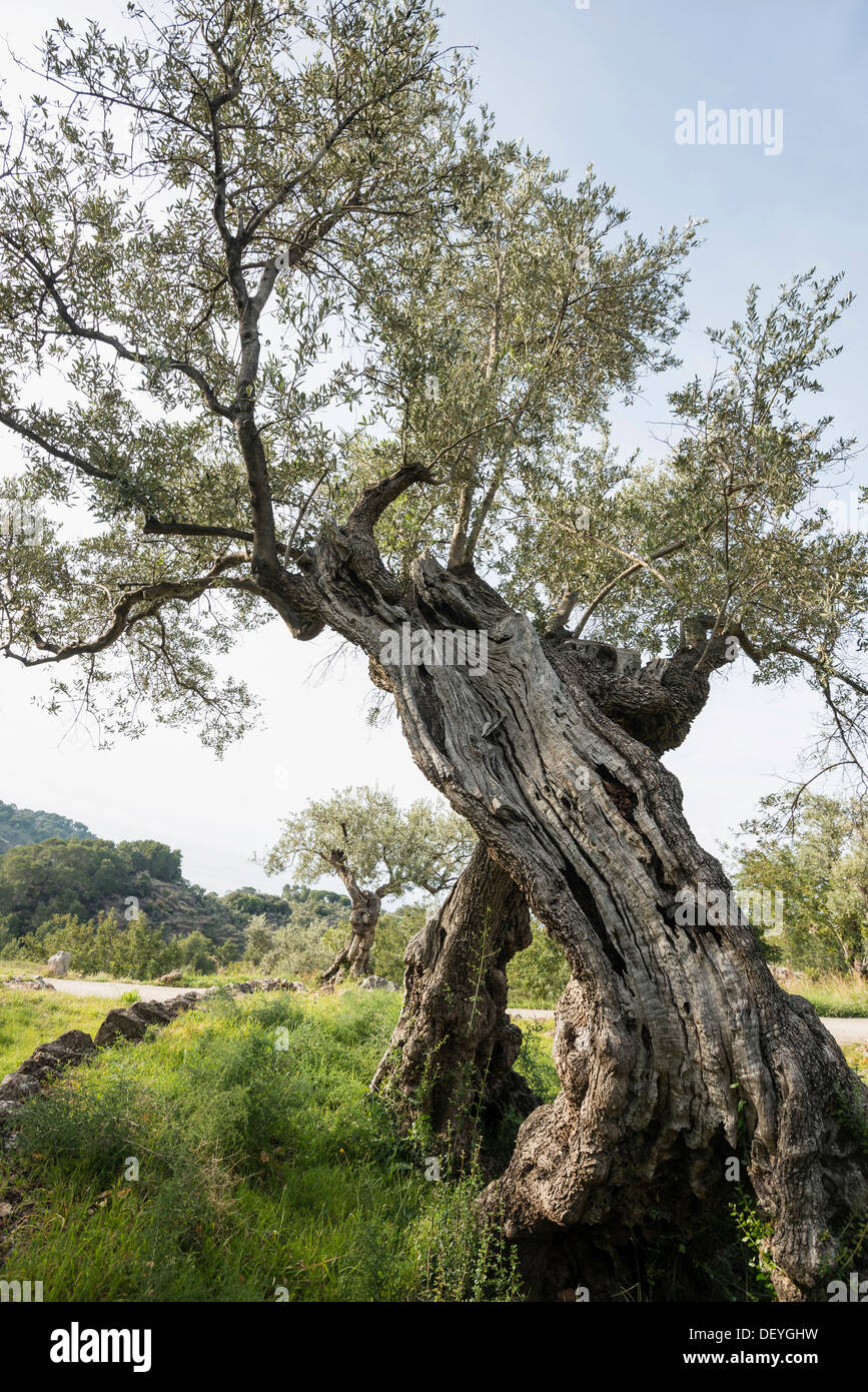 Old Olive Trees Stock Photos & Old Olive Trees Stock Images - Alamy