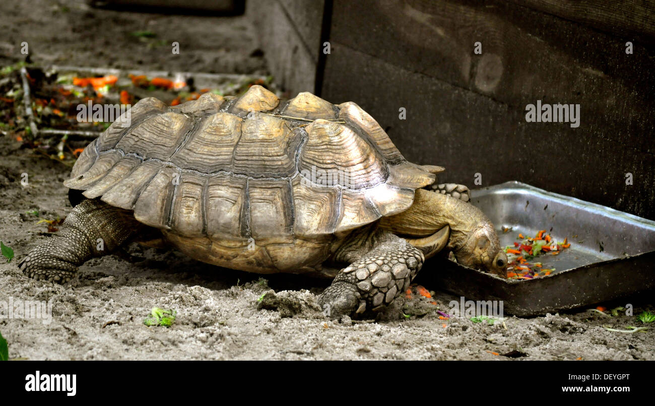 Amphibian eating hi-res stock photography and images - Alamy