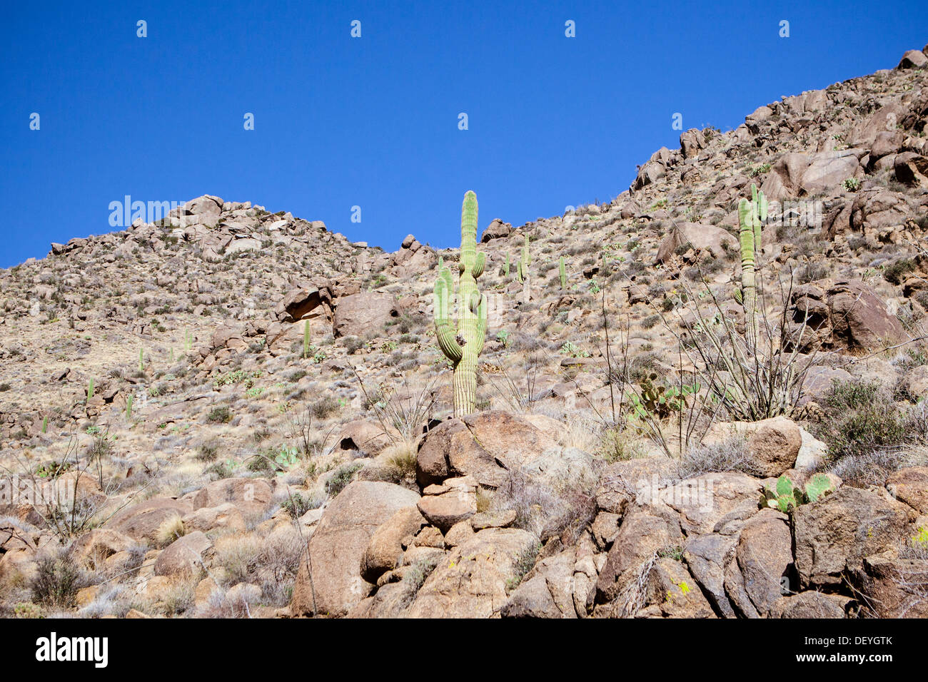 Hillside cacti near Prescott in Arizona, USA Stock Photo - Alamy