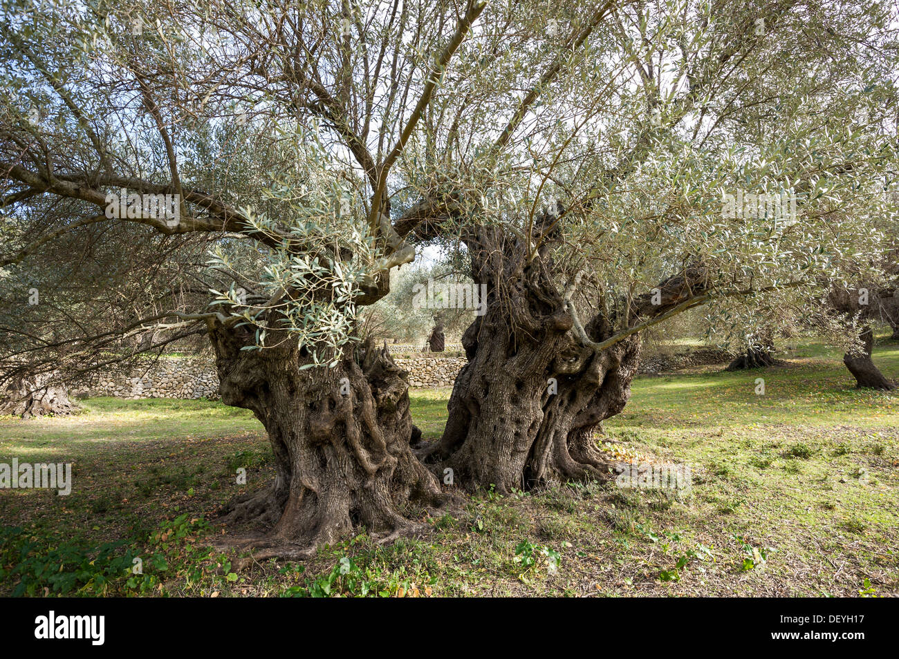 Ancient Olive Trees (Olea europaea), Banyalbufar, Majorca, Balearic ...