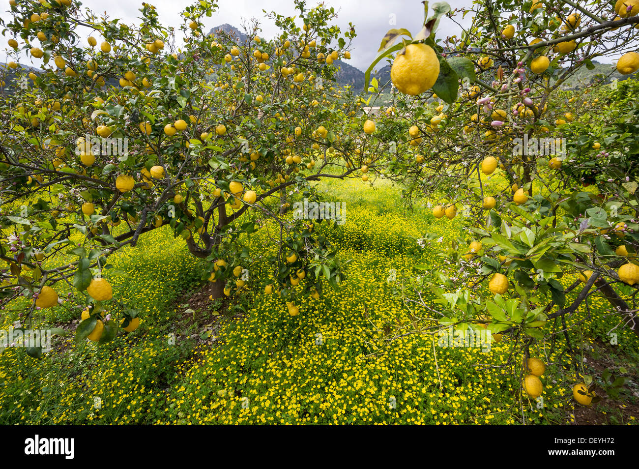 Lemon plantation hi-res stock photography and images - Alamy