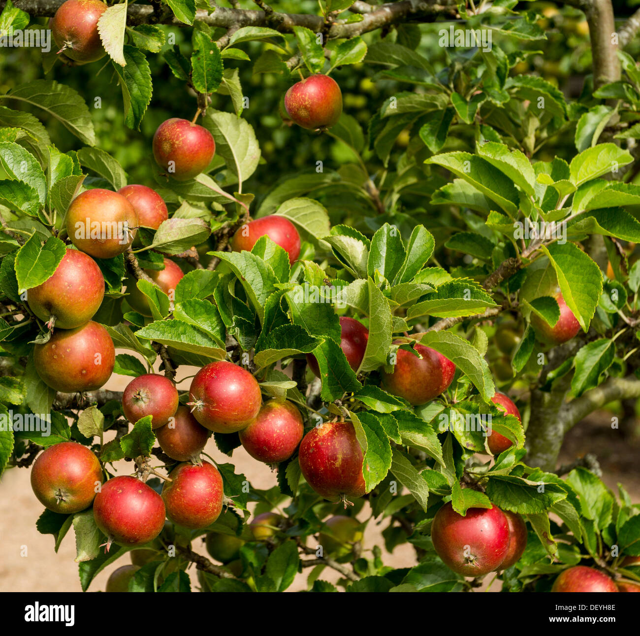 APPLES IN AUTUMN RIPENING ON THE TREE Stock Photo - Alamy