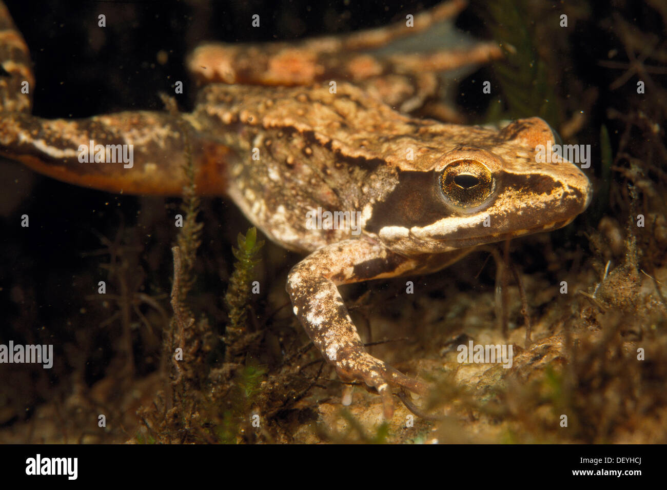Iberian frog rana iberica galicia hi-res stock photography and images ...