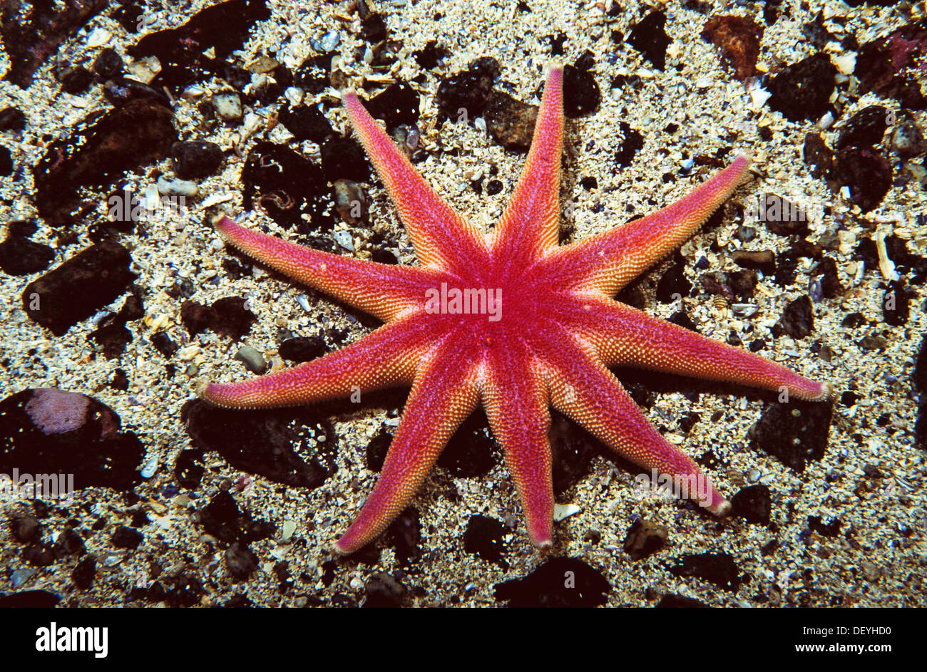 Solaster endeca hi-res stock photography and images - Alamy