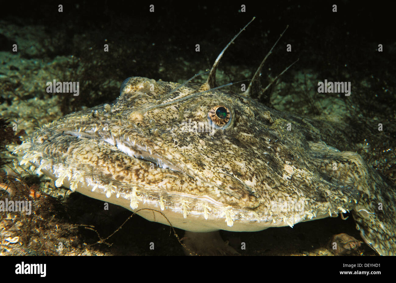 Anglerfish lophius piscatorius hi-res stock photography and images - Alamy