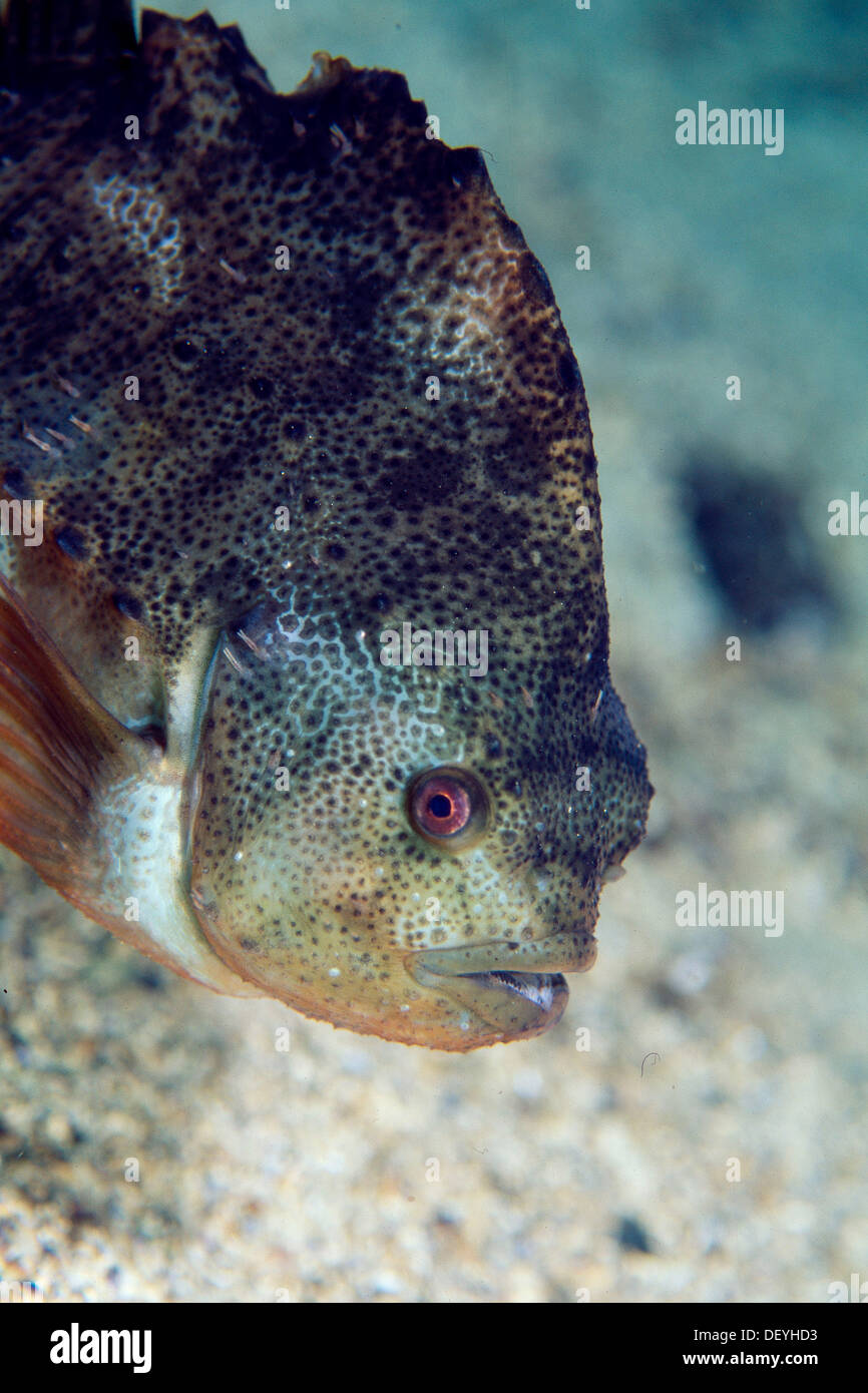Lumpfish norway hi-res stock photography and images - Alamy
