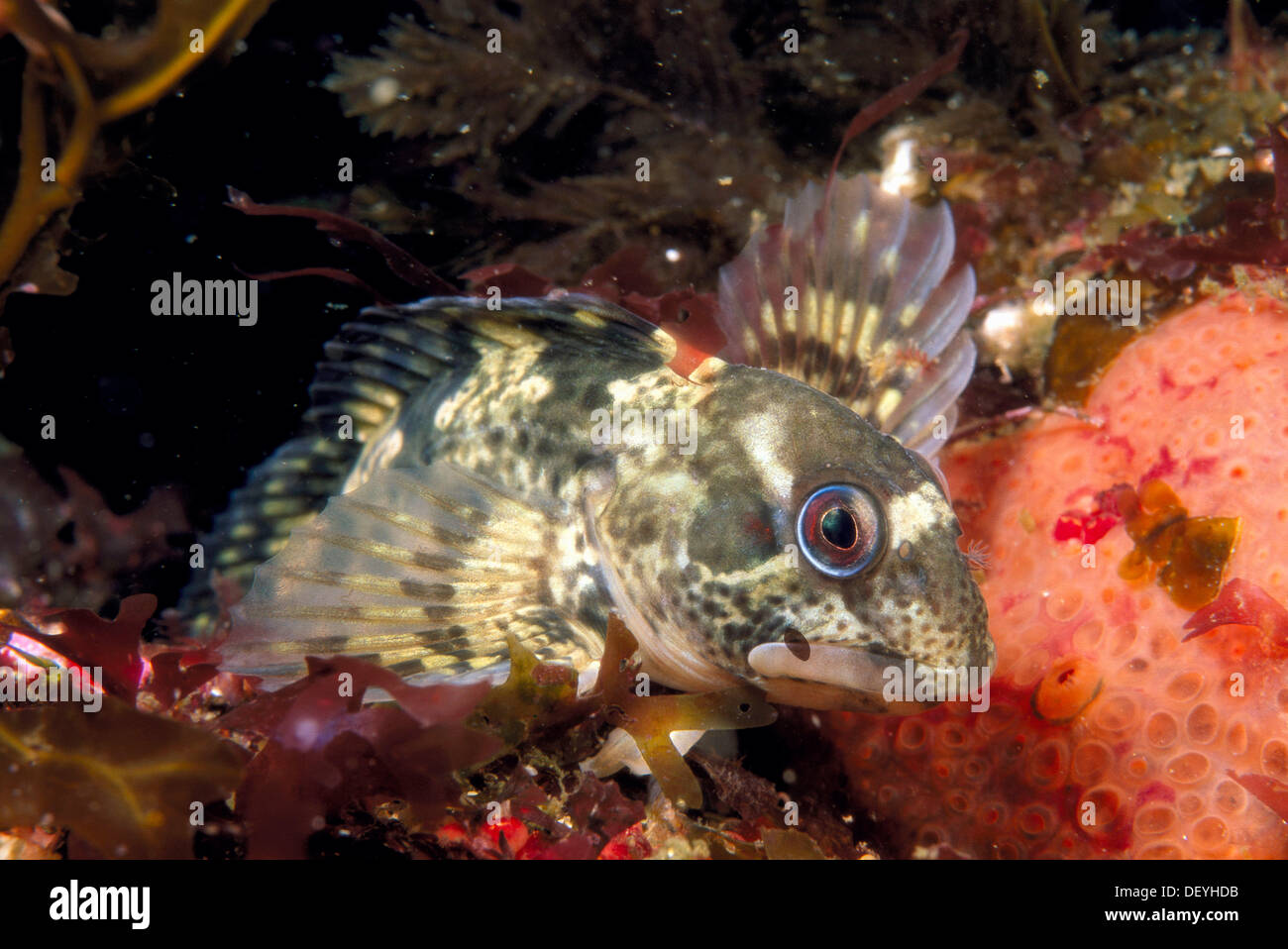 Lipophrys pholis hi-res stock photography and images - Alamy