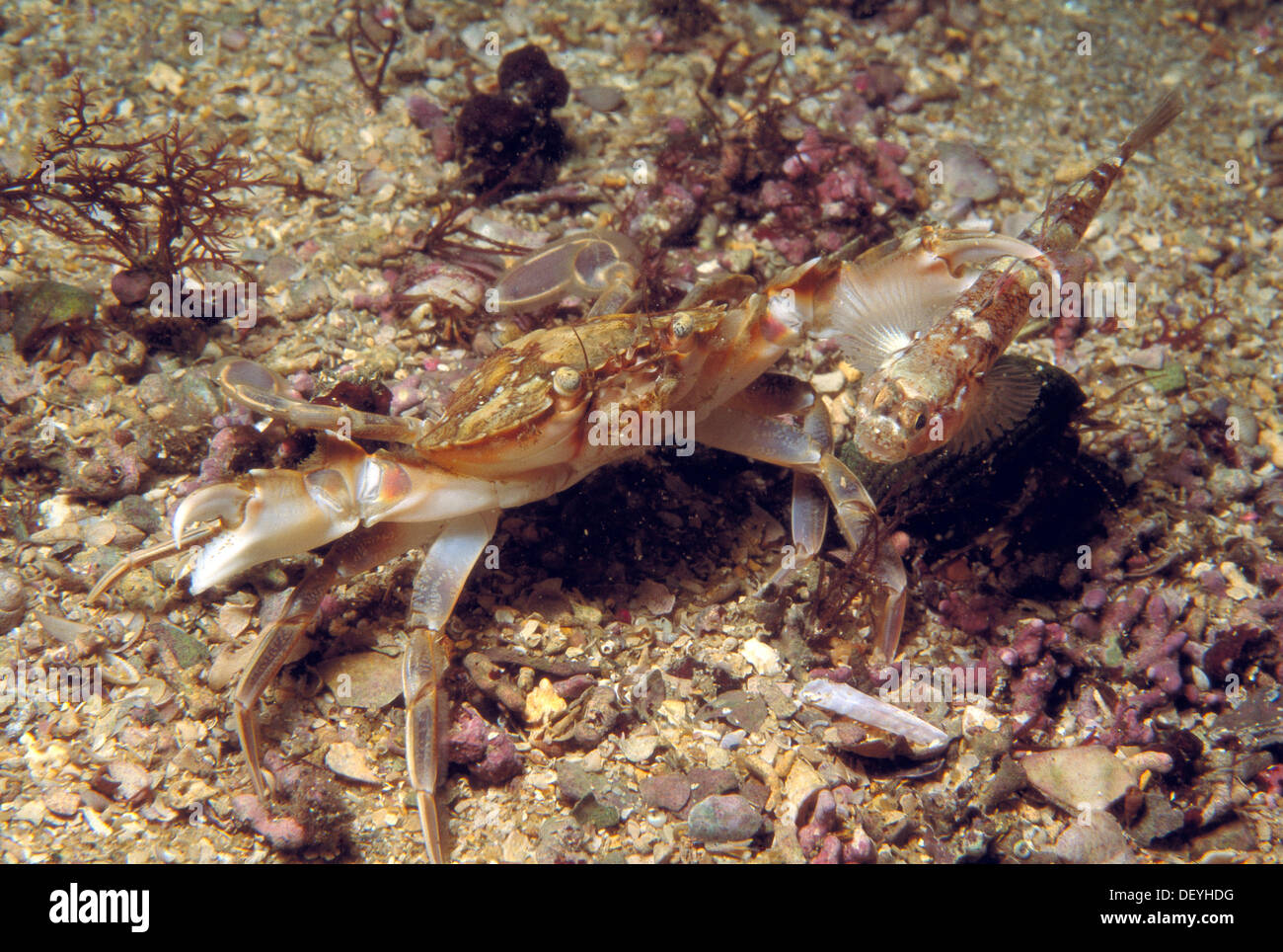Marbled Swimming Crab Liocarcinus Marmoreus High Resolution Stock ...