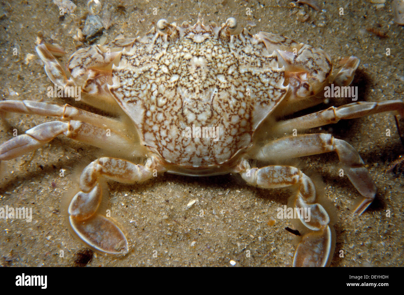 Marbled crab hi-res stock photography and images - Alamy