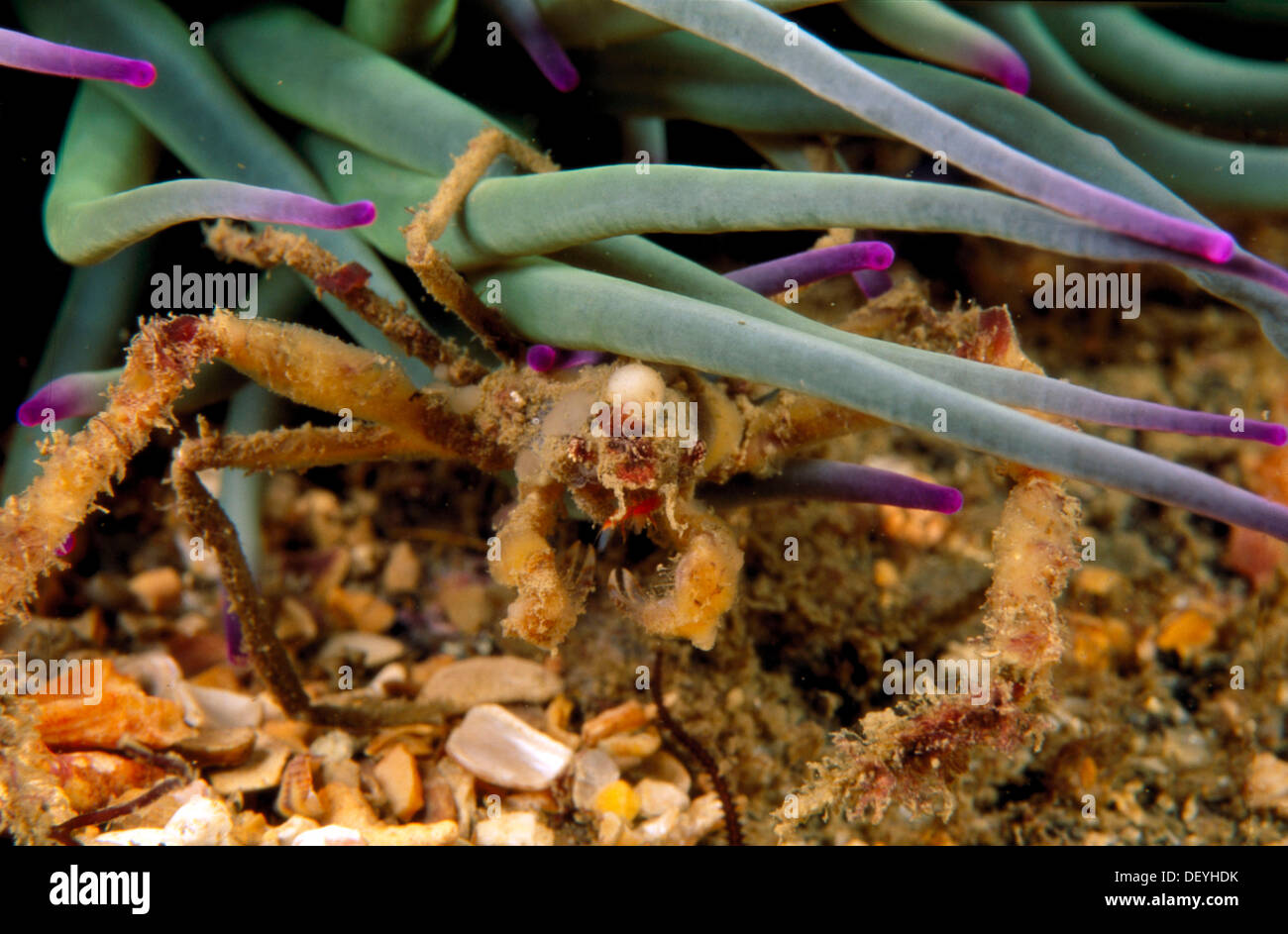 Inachus dorsettensis hi-res stock photography and images - Alamy