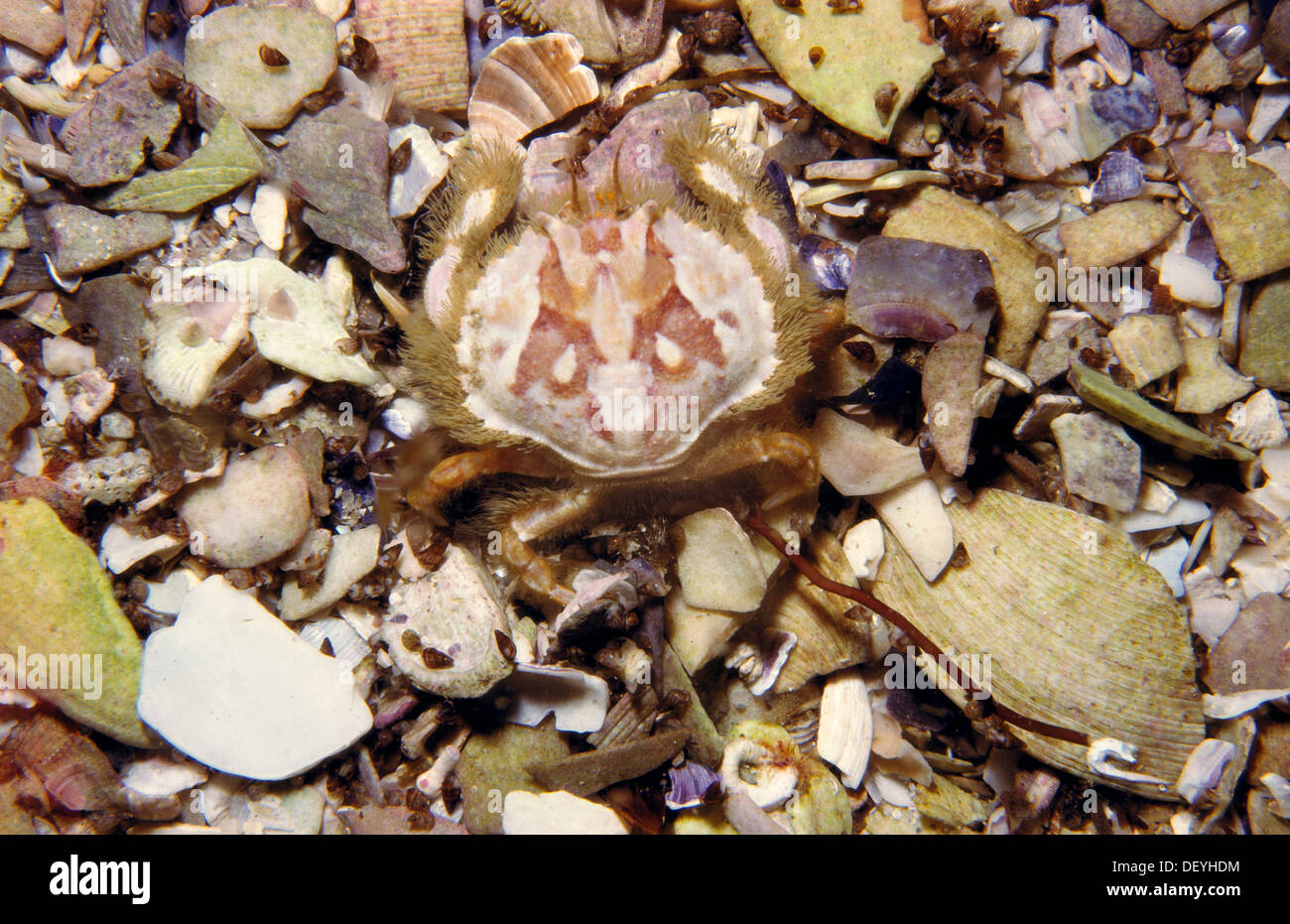 Atelecyclus hi-res stock photography and images - Alamy