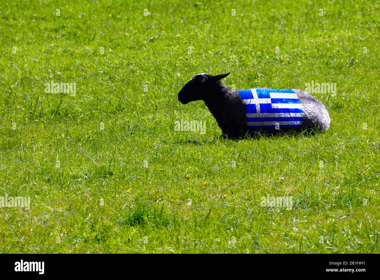 Sheep flag hi-res stock photography and images - Alamy