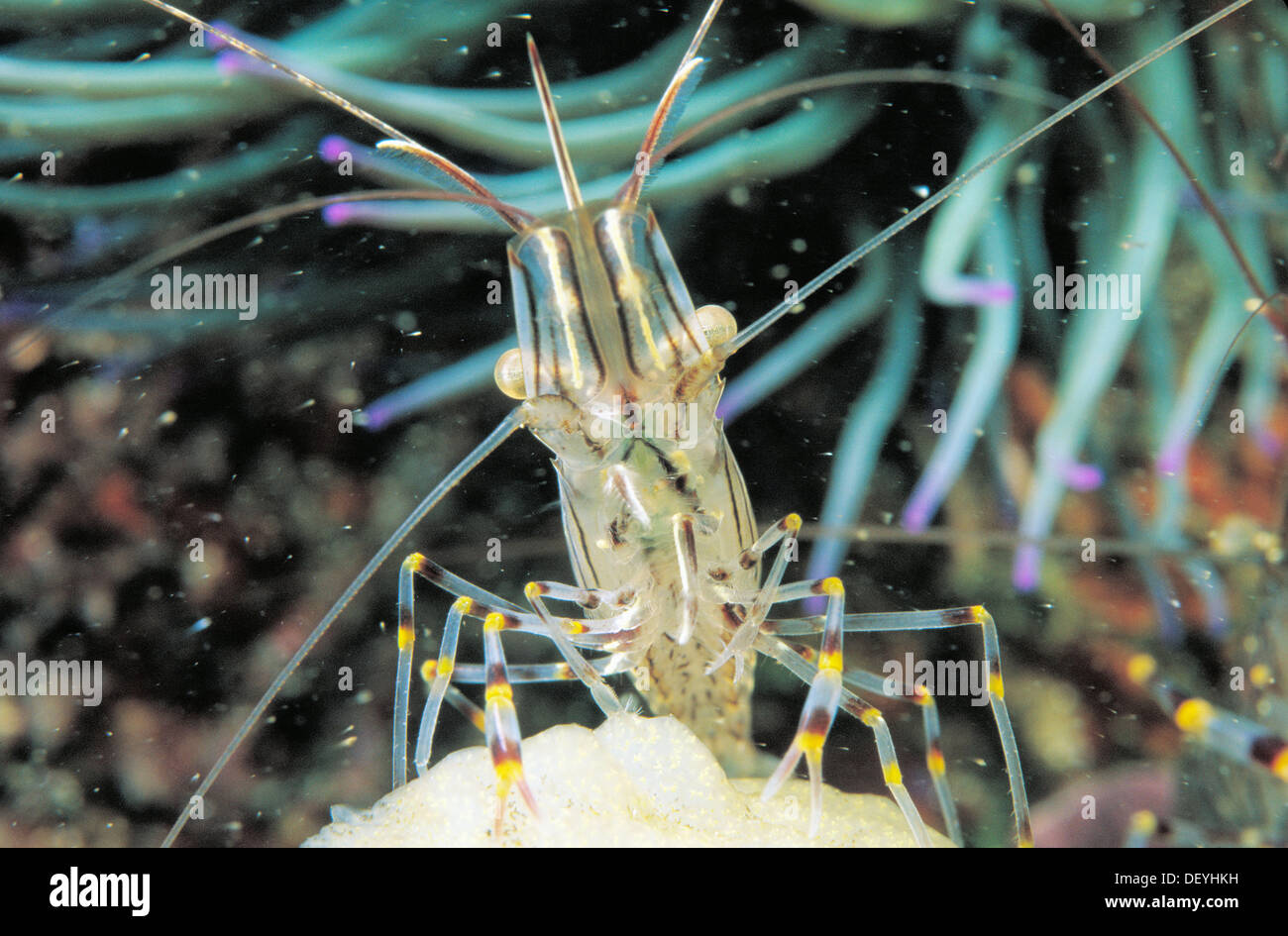 Aesop prawn hi-res stock photography and images - Alamy