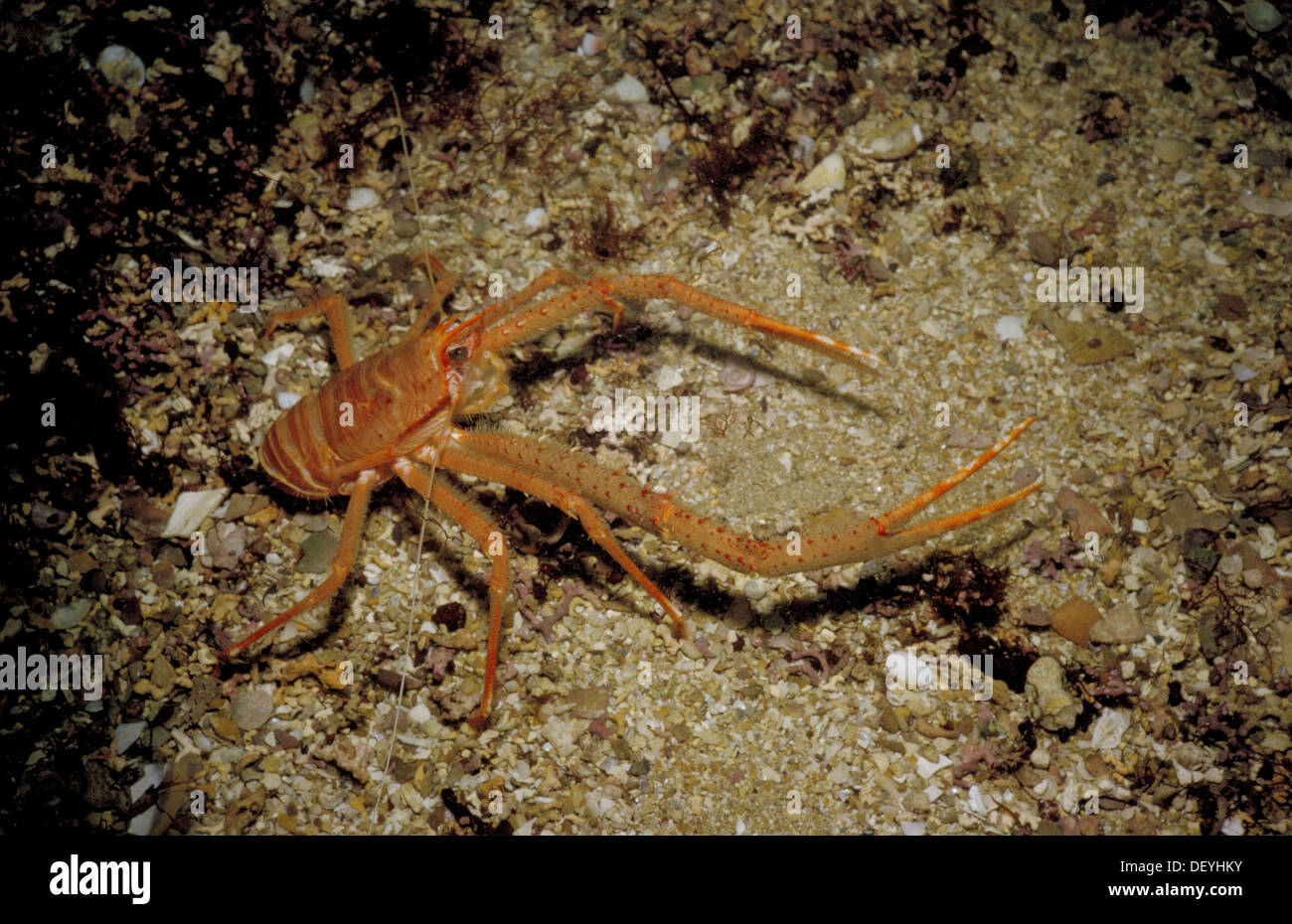 Munida Rugosa High Resolution Stock Photography and Images - Alamy