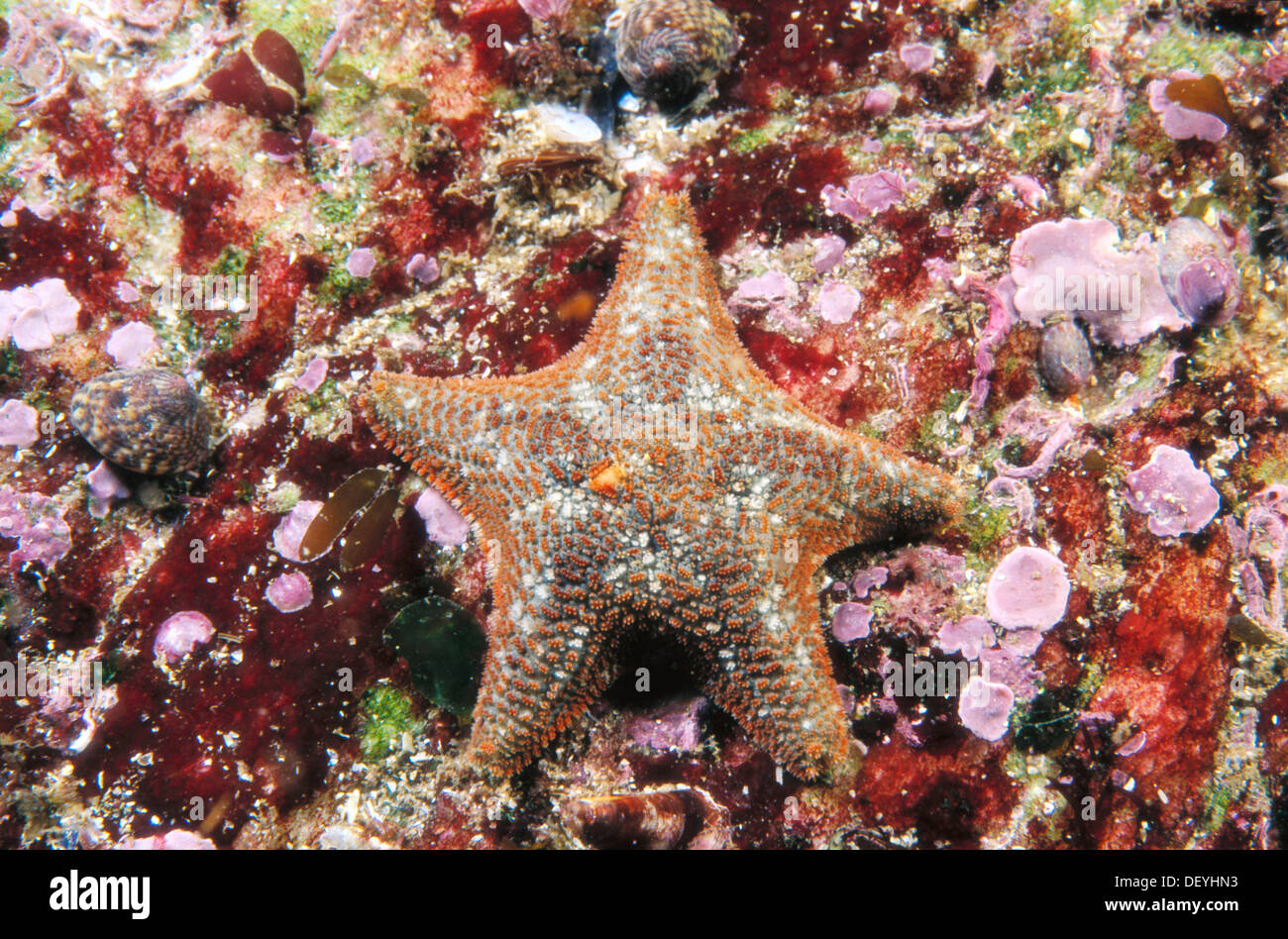 Asterina hi-res stock photography and images - Alamy