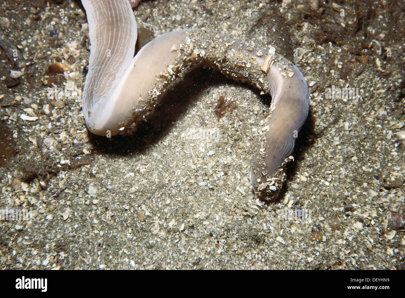 Ribbon Worm Stock Photos & Ribbon Worm Stock Images - Alamy