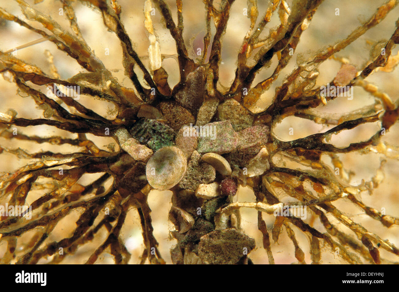 Sand Mason Worms Lanice Conchilega High Resolution Stock Photography ...