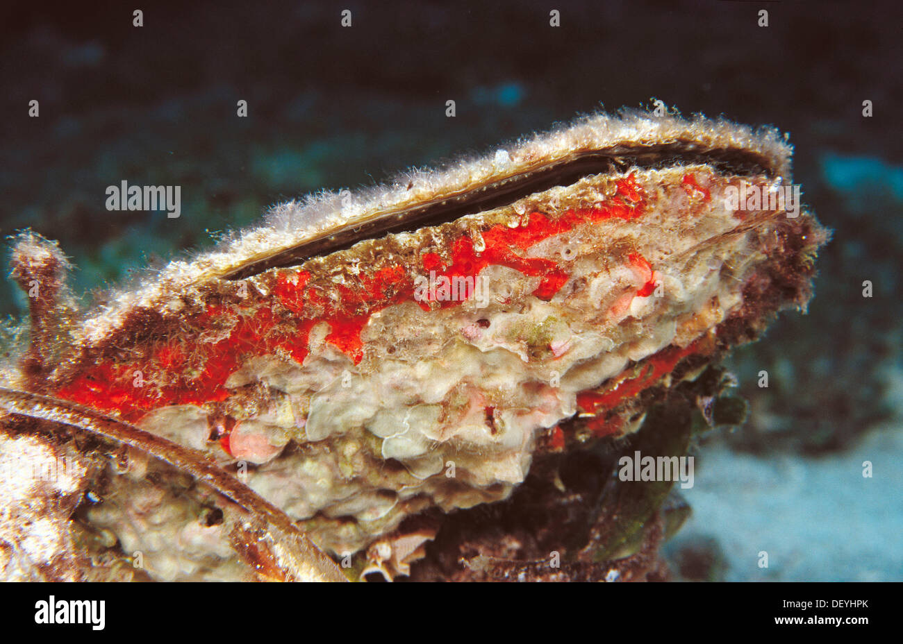 Pen shell (pinna nobilis) hi-res stock photography and images - Alamy