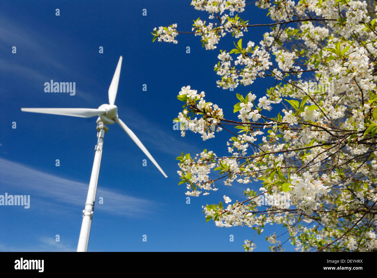 Wind turbine and a tree in bloom, wind energy Stock Photo - Alamy