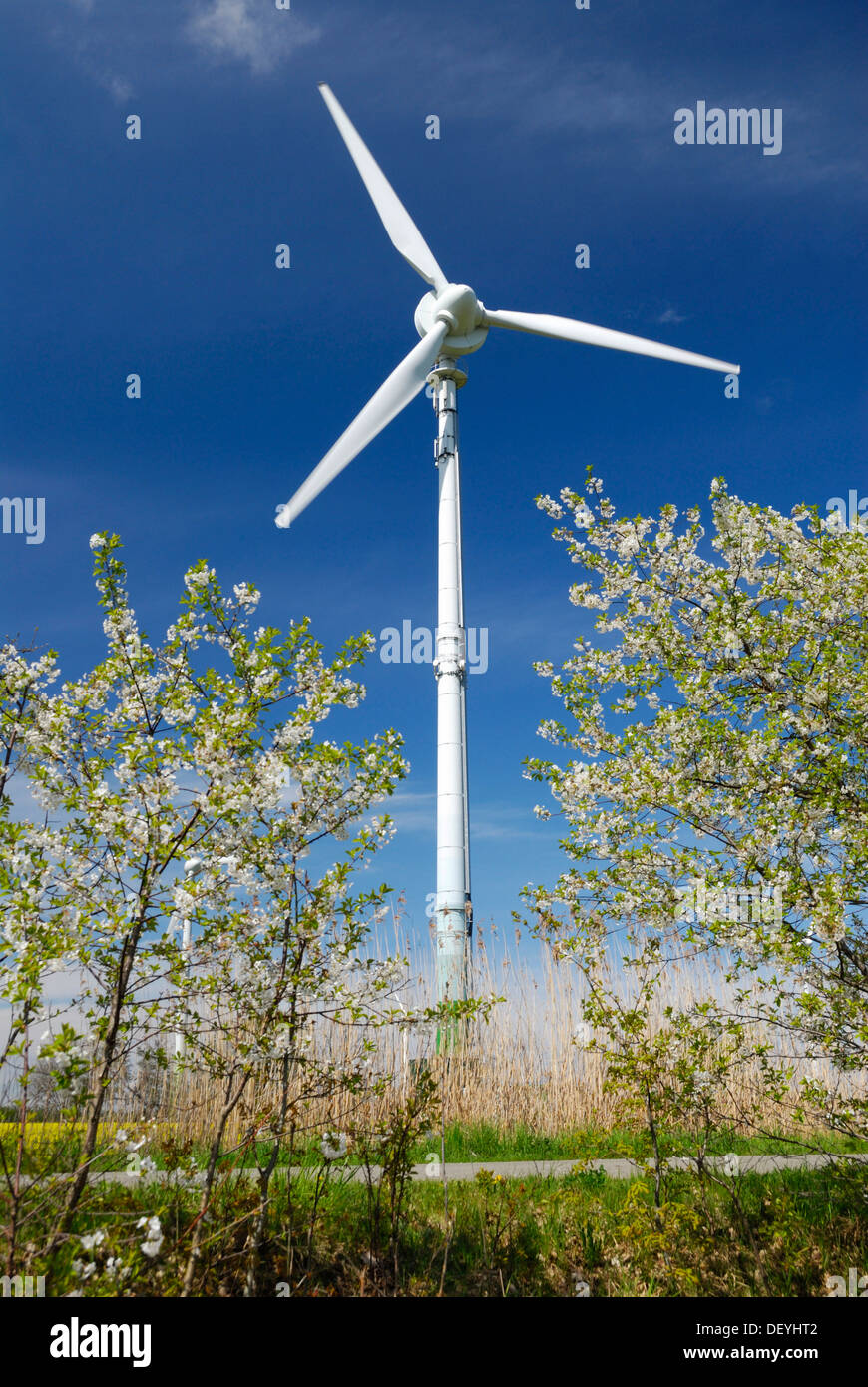 Wind turbine and a tree in bloom, wind energy Stock Photo - Alamy