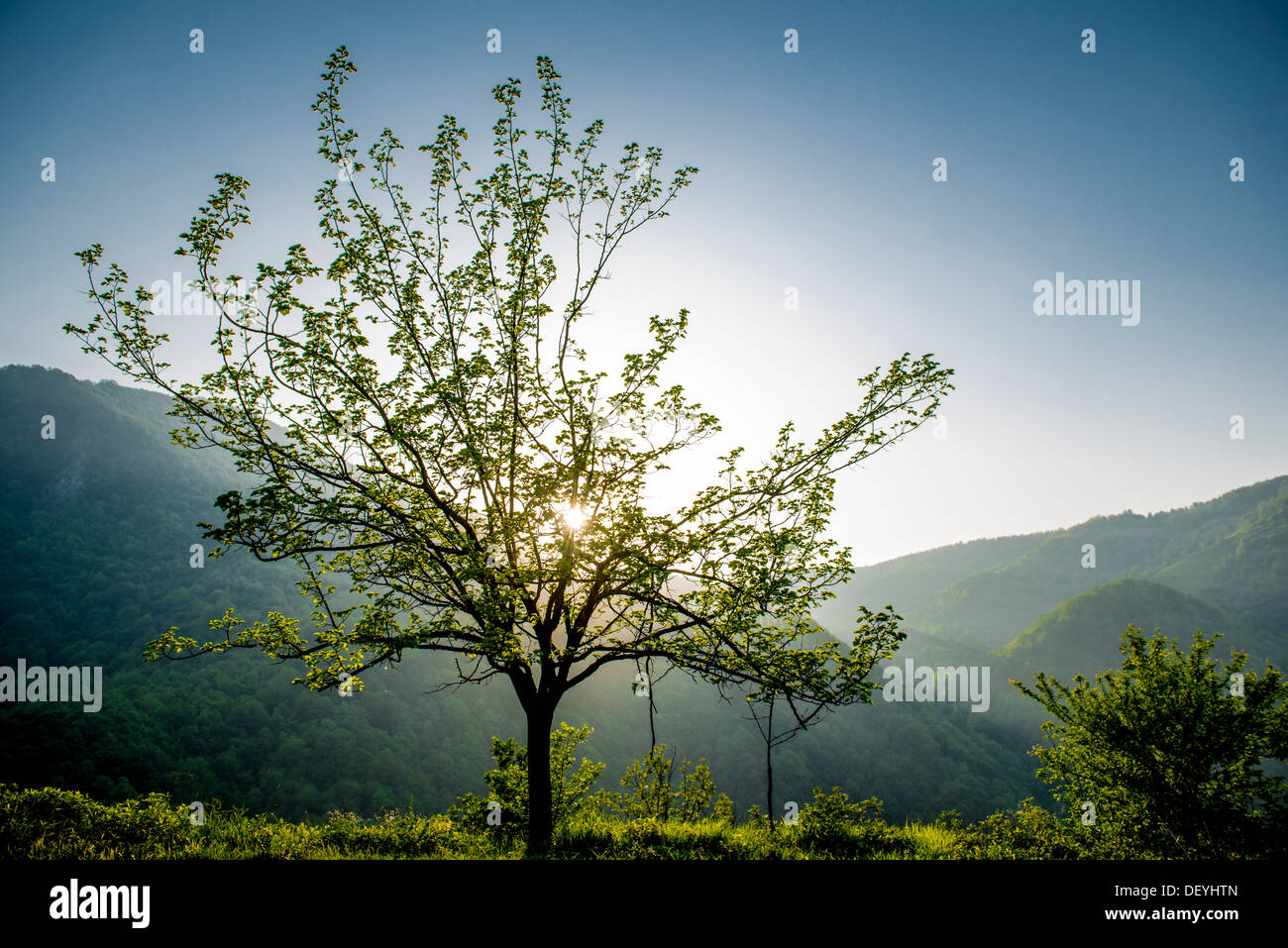 Backlit tree clear sky hi-res stock photography and images - Alamy