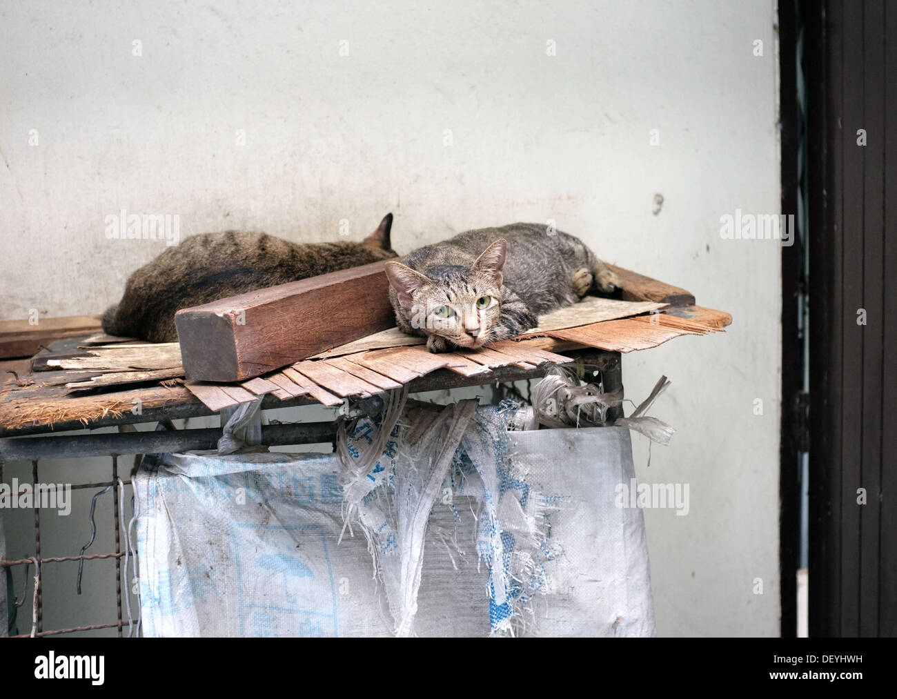 Alley of the cats hi-res stock photography and images - Alamy