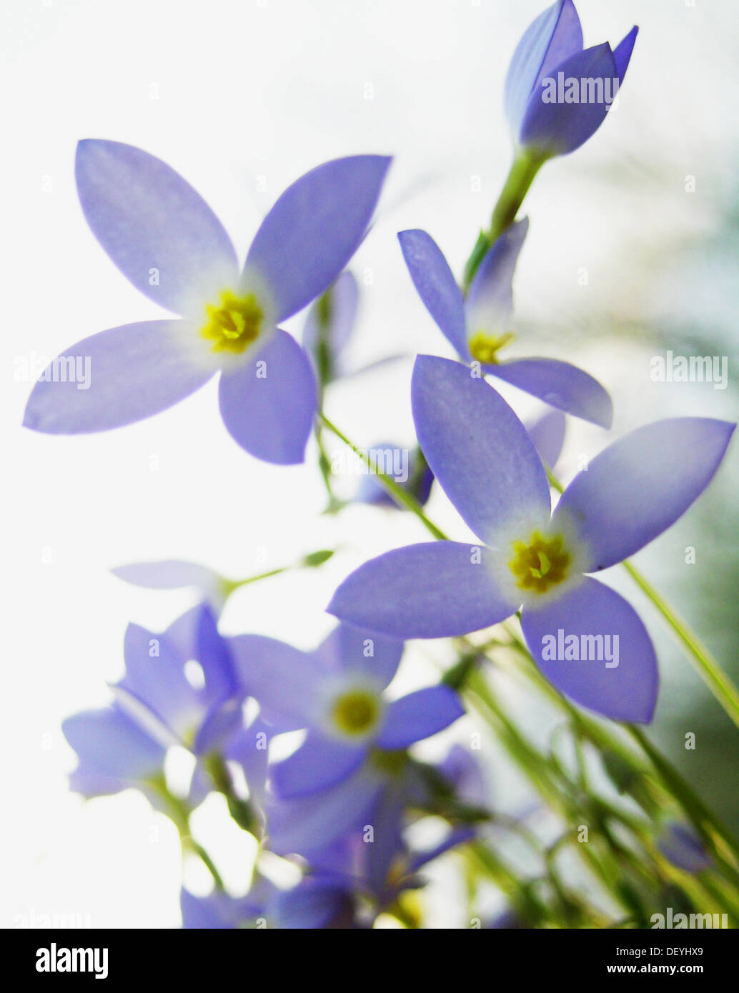 Houstonia Caerulea High Resolution Stock Photography and Images - Alamy