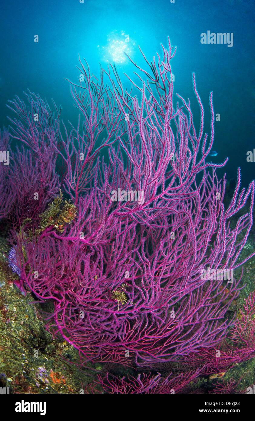 Sea Fan Leptogorgia Sarmentosa Galicia High Resolution Stock ...