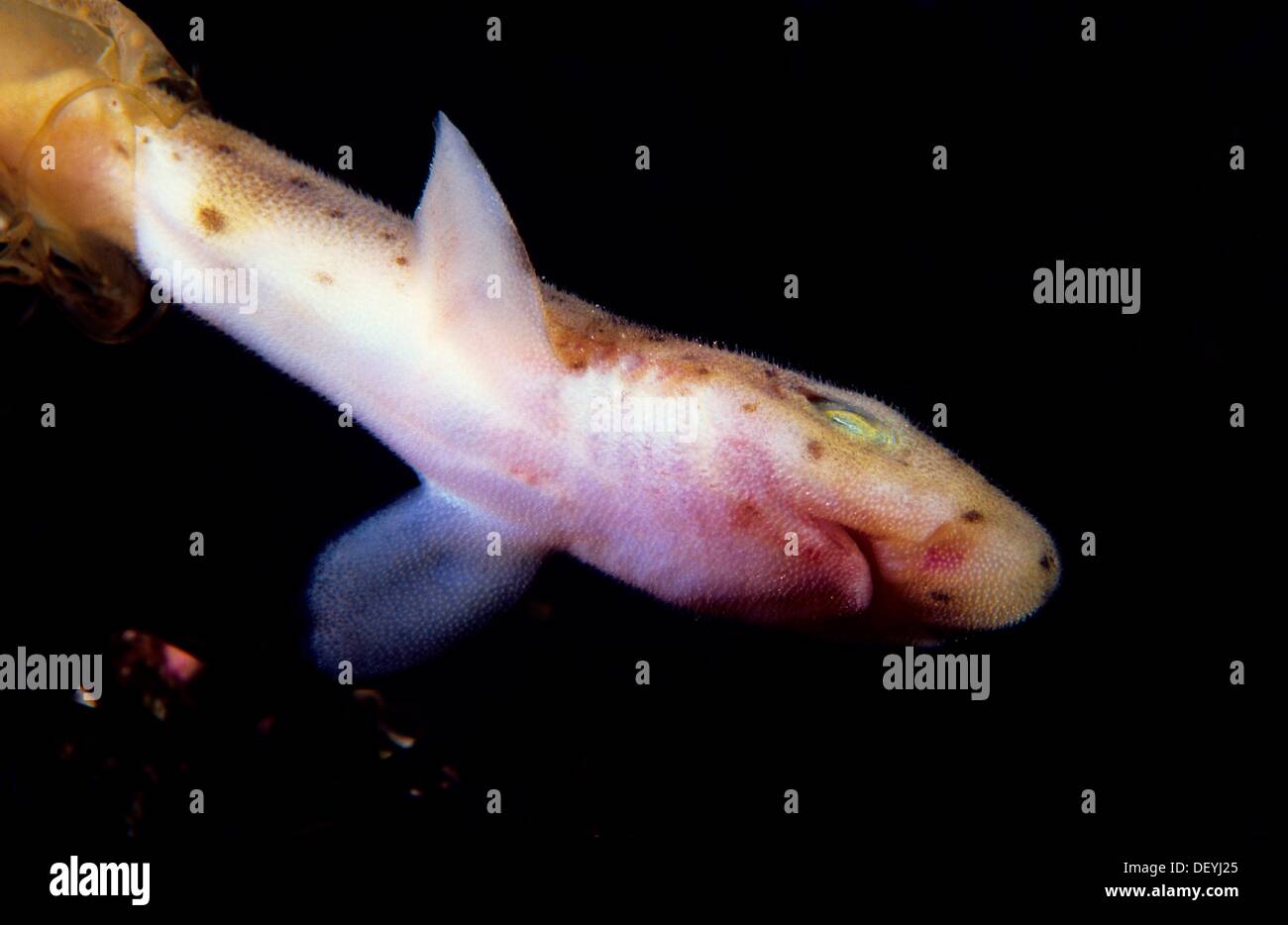 Dogfish atlantic hi-res stock photography and images - Alamy