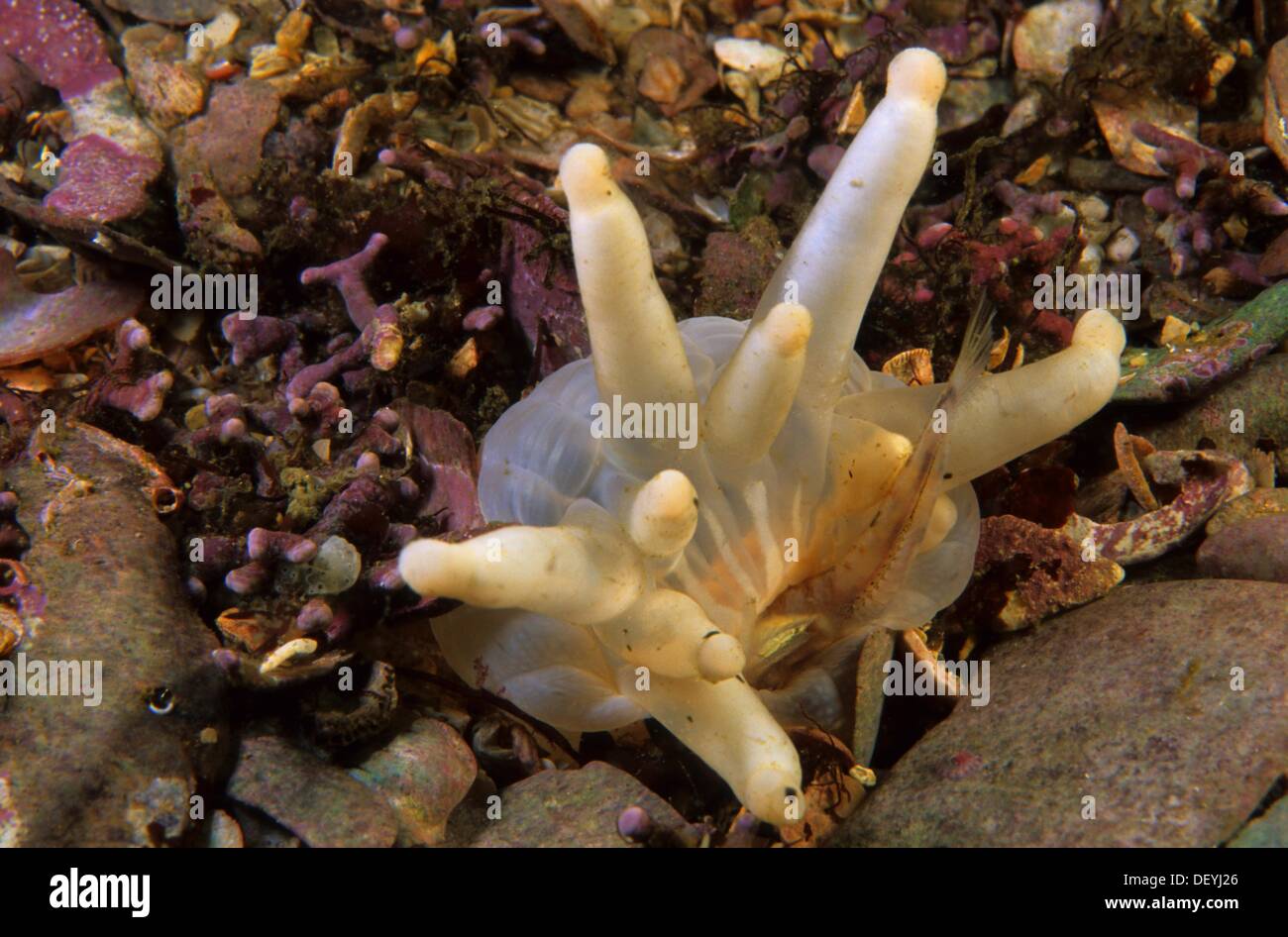 Pomatoschistus Stock Photos & Pomatoschistus Stock Images - Alamy