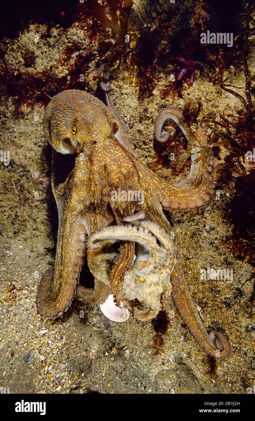 Common Octopus (Octopus vulgaris) devouring another octopus ...